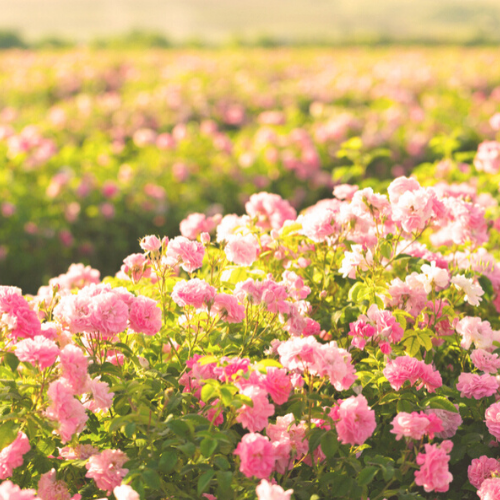 10 Ways to use Thracian Bio Rose water for healthy, glowing skin and h